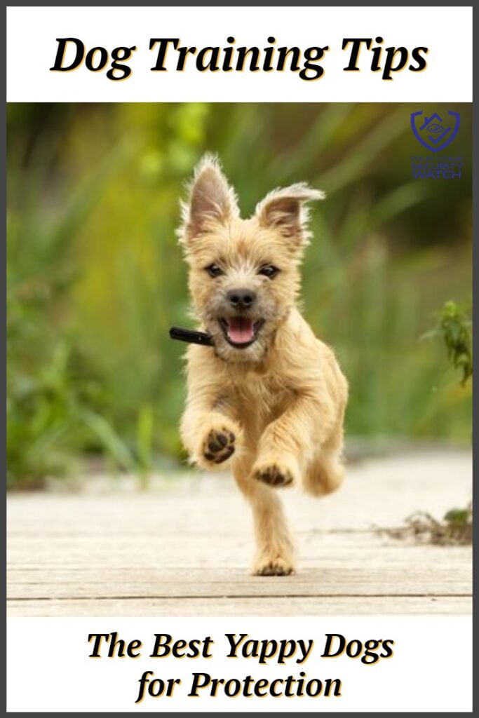 7 Yappy Dogs That Might Make Good Guard Dogs