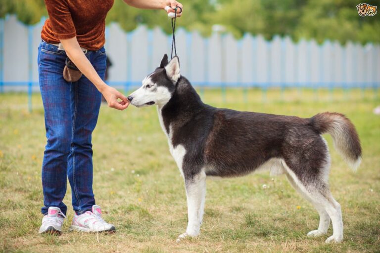 Training Your Husky to be a Guard Dog