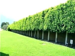 How to Plant a Privacy Tree Fence